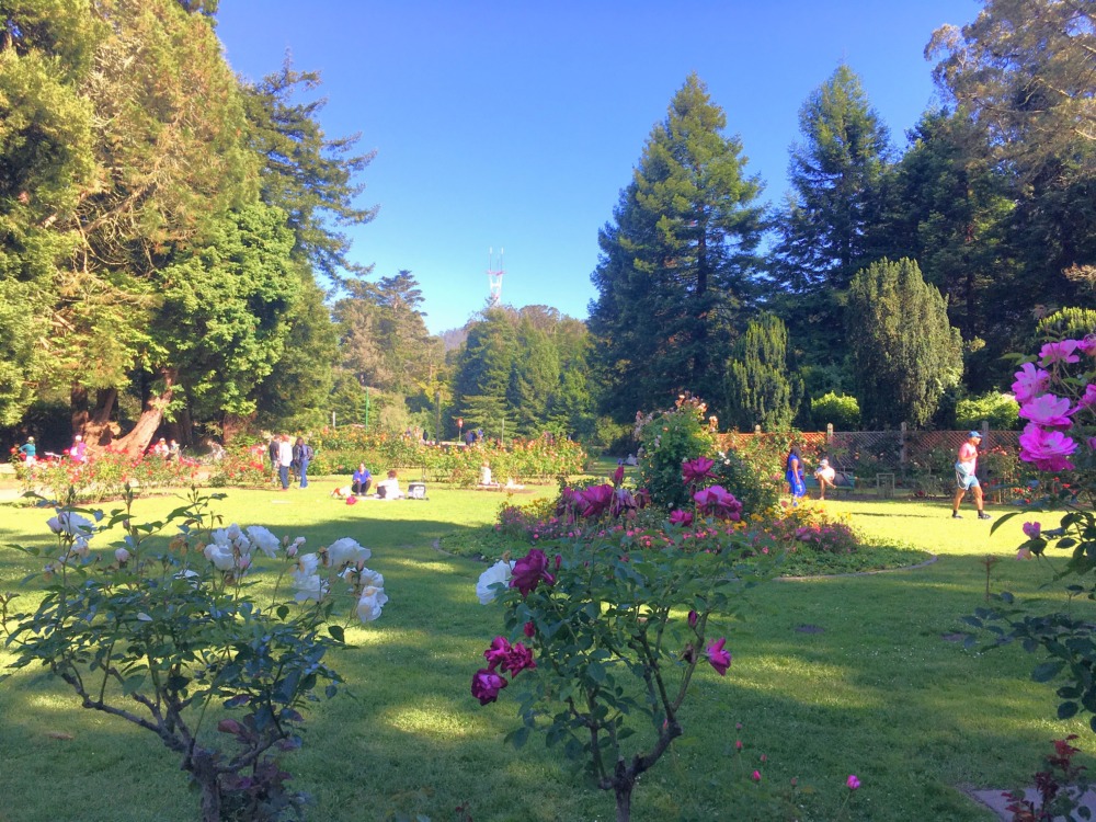 8 Rose Gardens to Visit in the Bay Area - The Guardsman